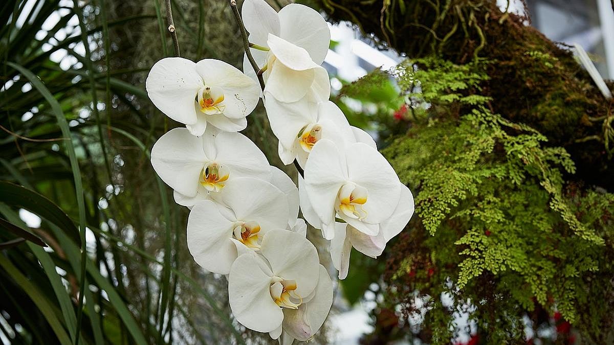 Protected orchids of India