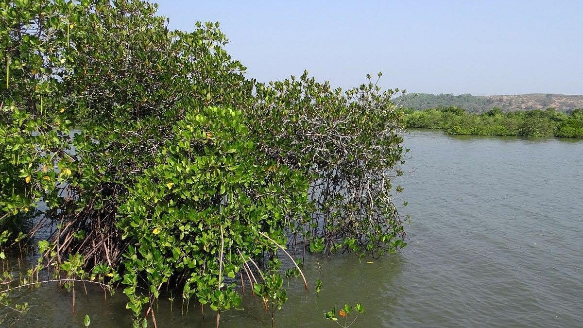 Improving community resilience in ecosystem-based disaster risk ...