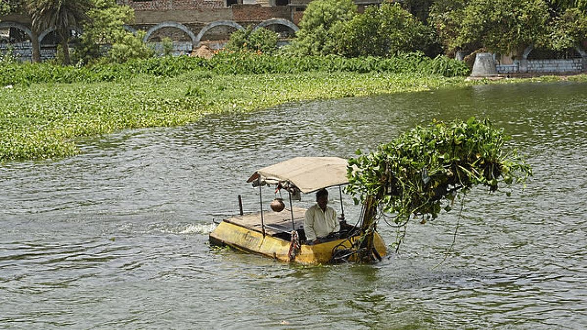 Weeds to increase with climate change