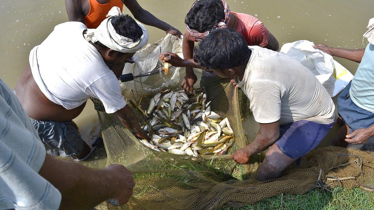 Bihari bait for Punjabi fish
