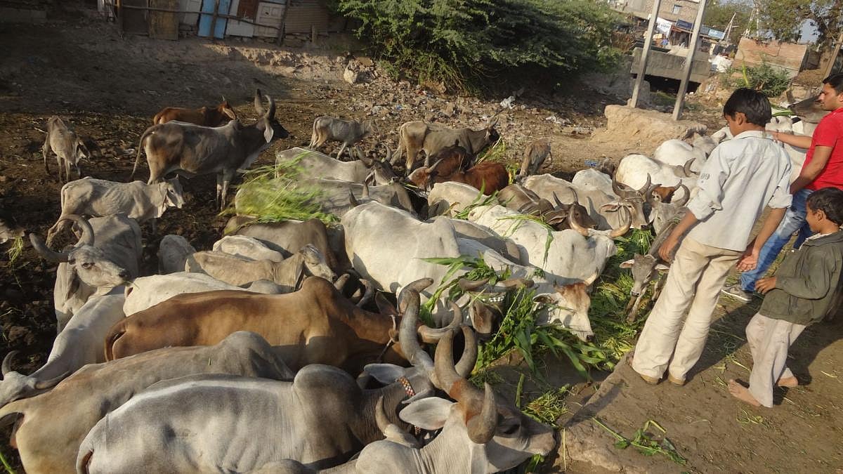 Bhuj cattle rearers face the heat of lockdown