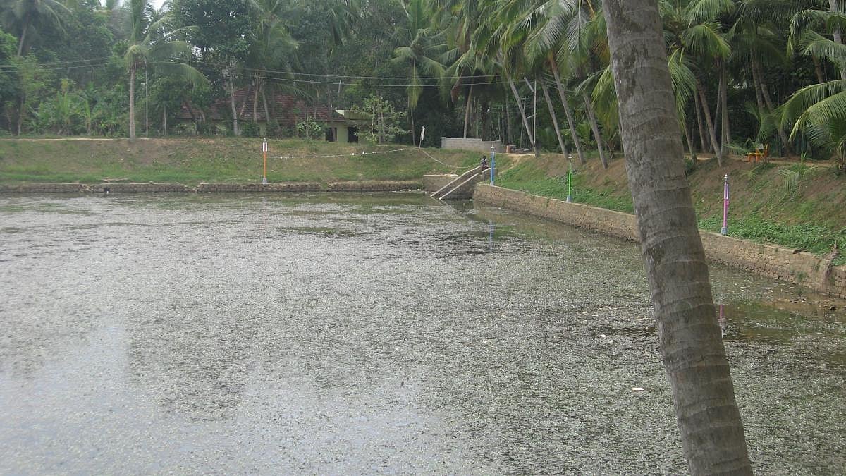 Simple but unique idea revives a pond in Kerala