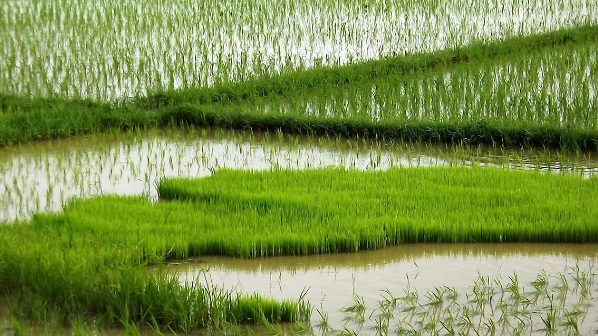 Food security with flood, drought-resistant rice crops