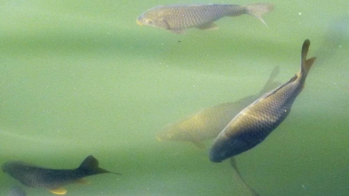 Curious case of disappearing fish