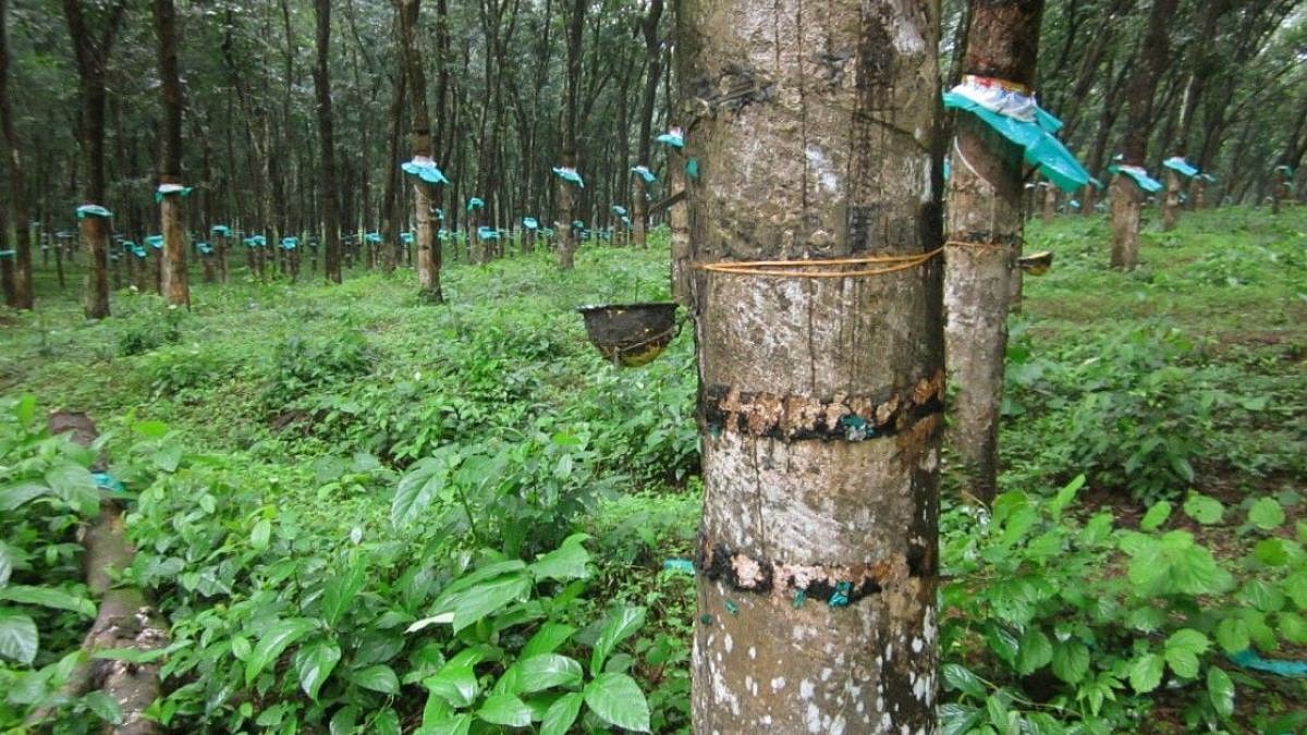 Rubber monoculture: Death knell for agrobiodiversity