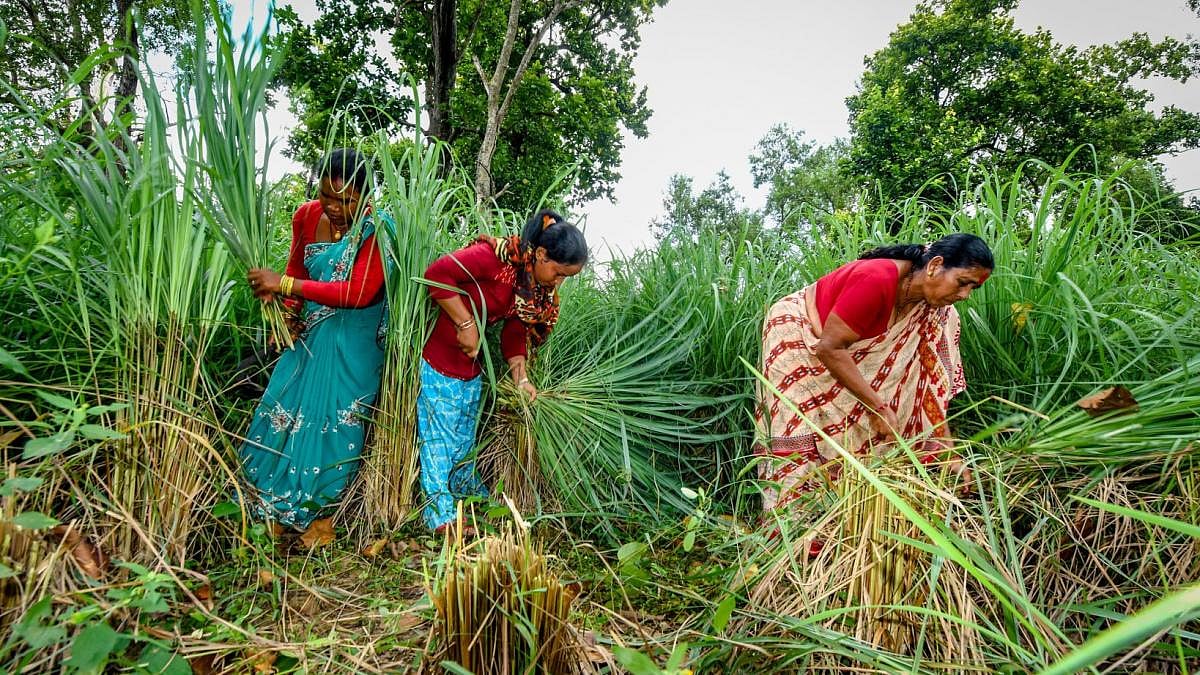 How forest-dwelling communities are braving the pandemic