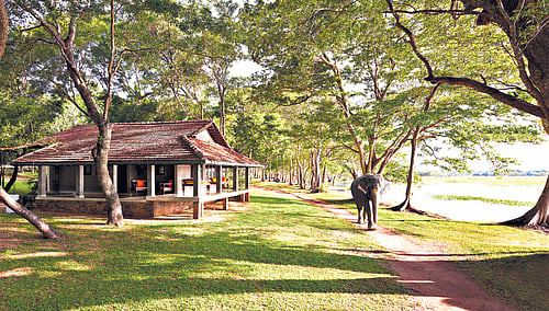 Souvenirs from the Sinhala countryside