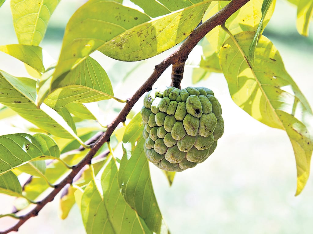 As sitaphal season is here, we take a closer look at the fruit’s ...