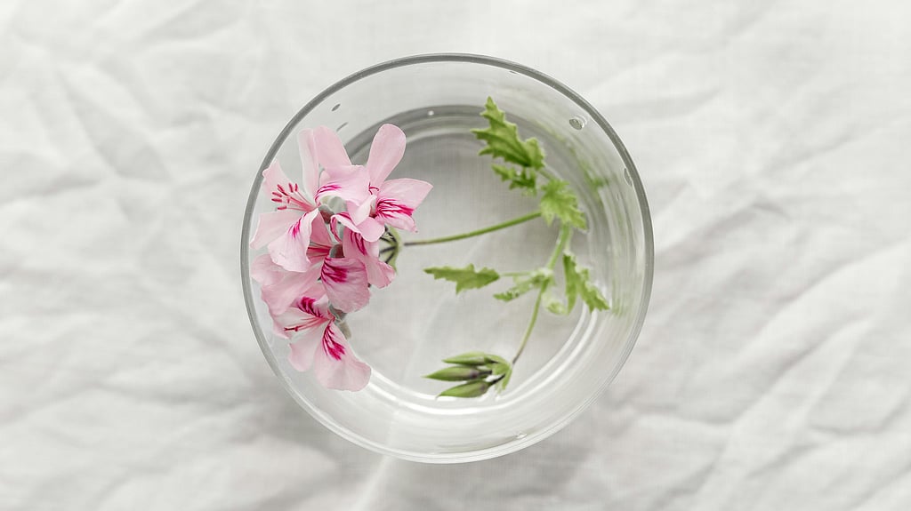 What makes Geranium water a favourite ingredient of skin and haircare ...