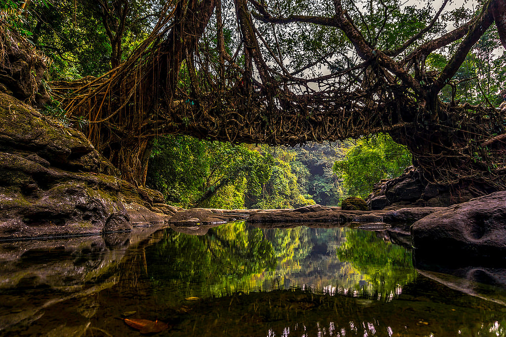 What’s so special about Meghalaya’s living root bridge?