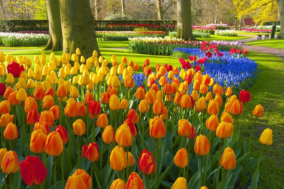 Five best flower festivals across the world to visit