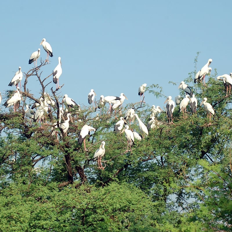 Bird watching in Bharatpur: Exploring the rich avian life in Keoladeo ...