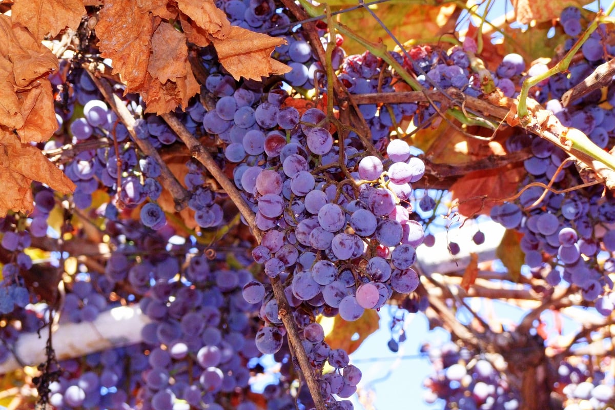 5 Grape Varieties and How to Enjoy Them