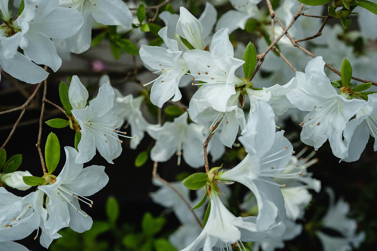 The Rhododendron flower, synonymous of the Himalayas