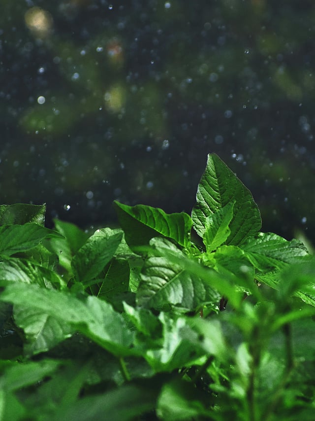 Five must–have monsoon plants for homes