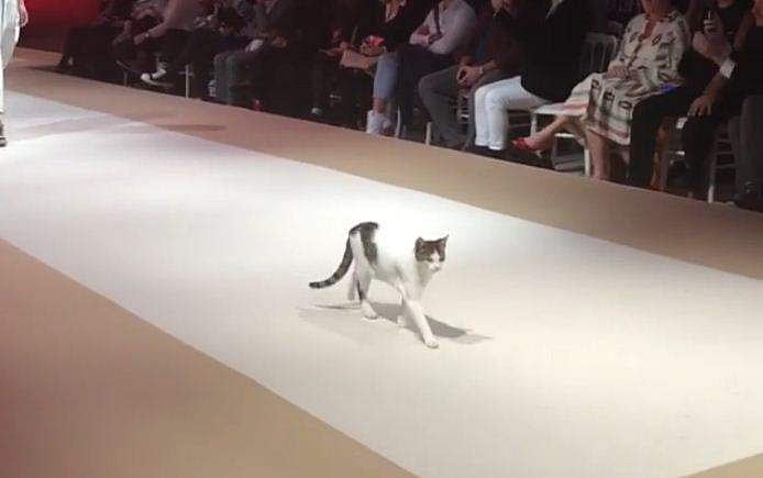 Hilarious video of a cat walking the ramp in Istanbul has gone viral ...