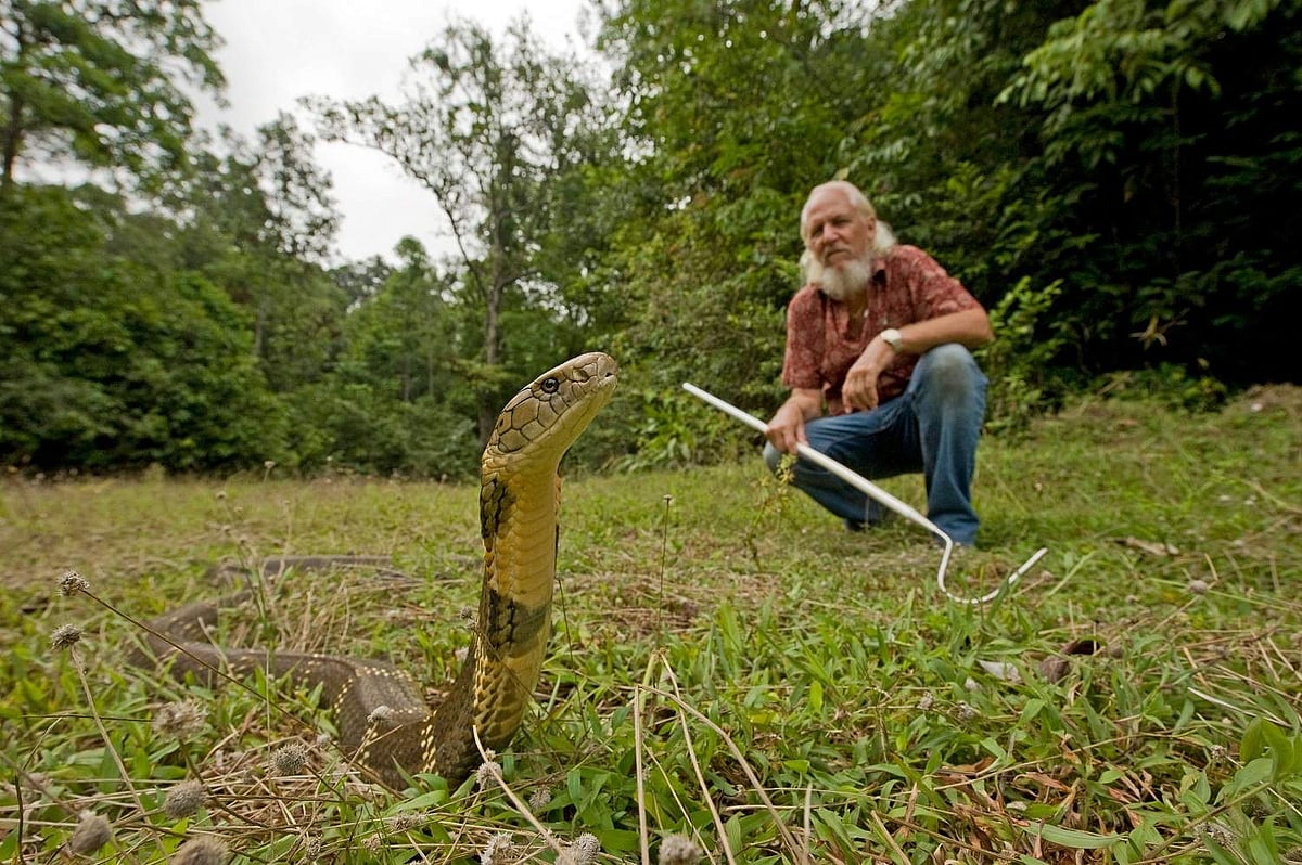 King of cobras: Romulus Whitaker on venomous snakes and the golden hour ...