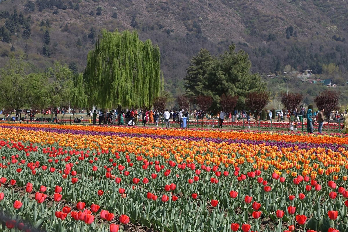 In full bloom: Tulips in Srinagar, rains in Shimla, the Lung of Lhasa ...