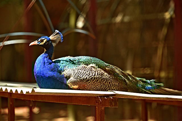 Wildlife photography special! Into the wild: Lions in Damascus, tigers ...