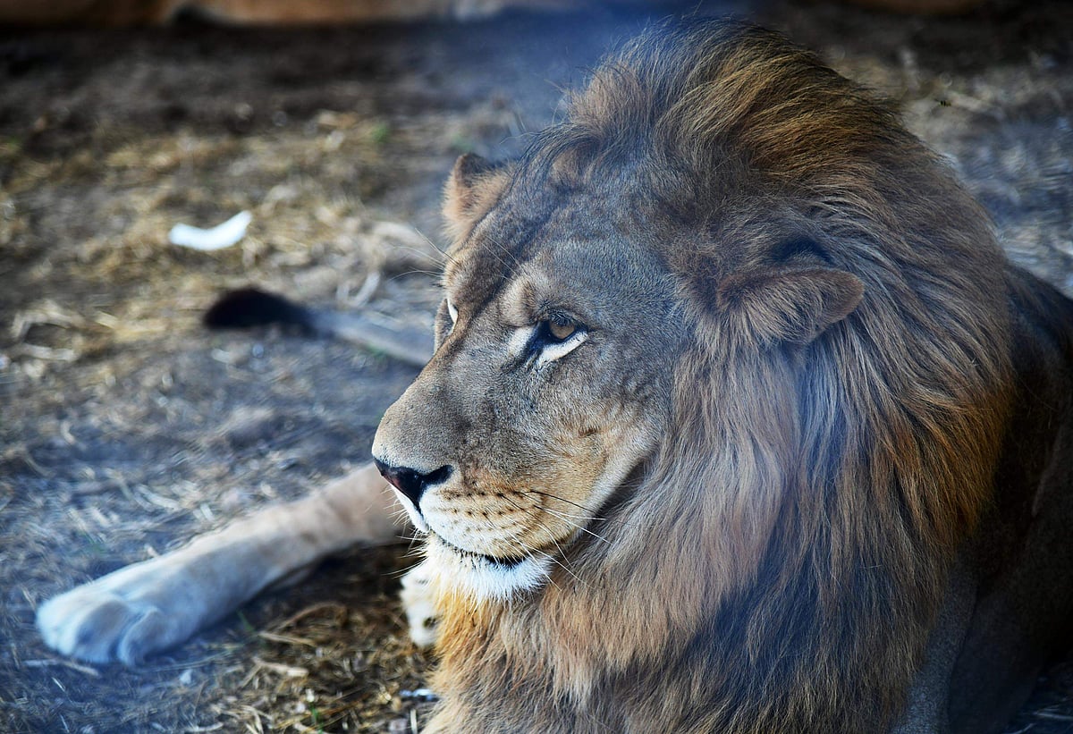 Wildlife photography special! Into the wild: Lions in Damascus, tigers ...