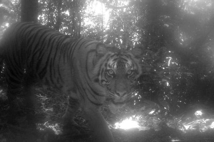 Rare sighting: Sumatran tiger, clouded leopard captured on camera ...