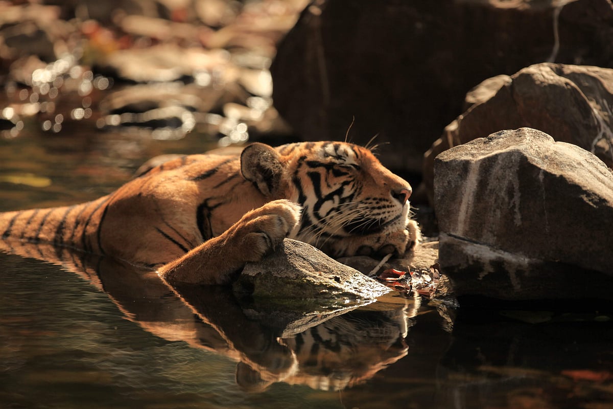 International Tiger Day: Nat Geo explorer Malaika Vaz on the joy of ...