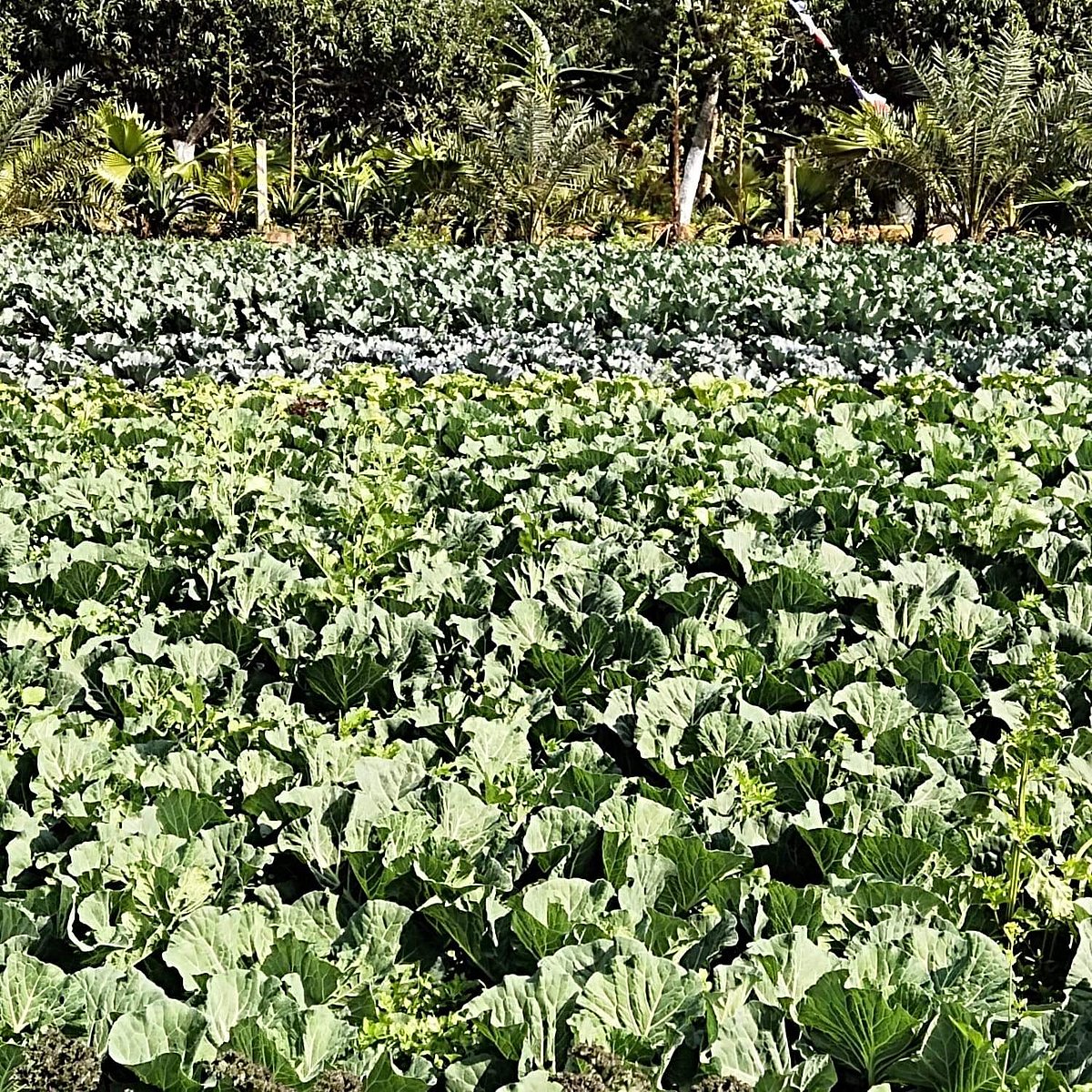 Organic farm Greenic ensures that you get your vegetables chemical and ...
