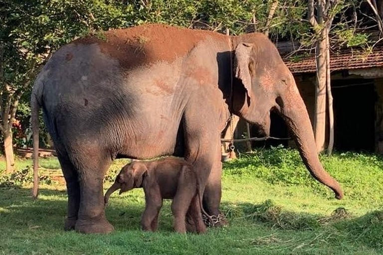 Dasara elephant Lakshmi gives birth at the Mysuru Palace