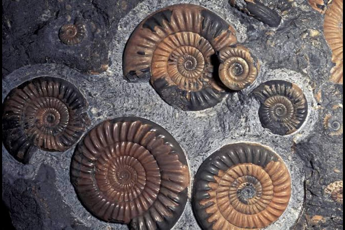 Know more about rare rocks and Fossils at Indian Museum