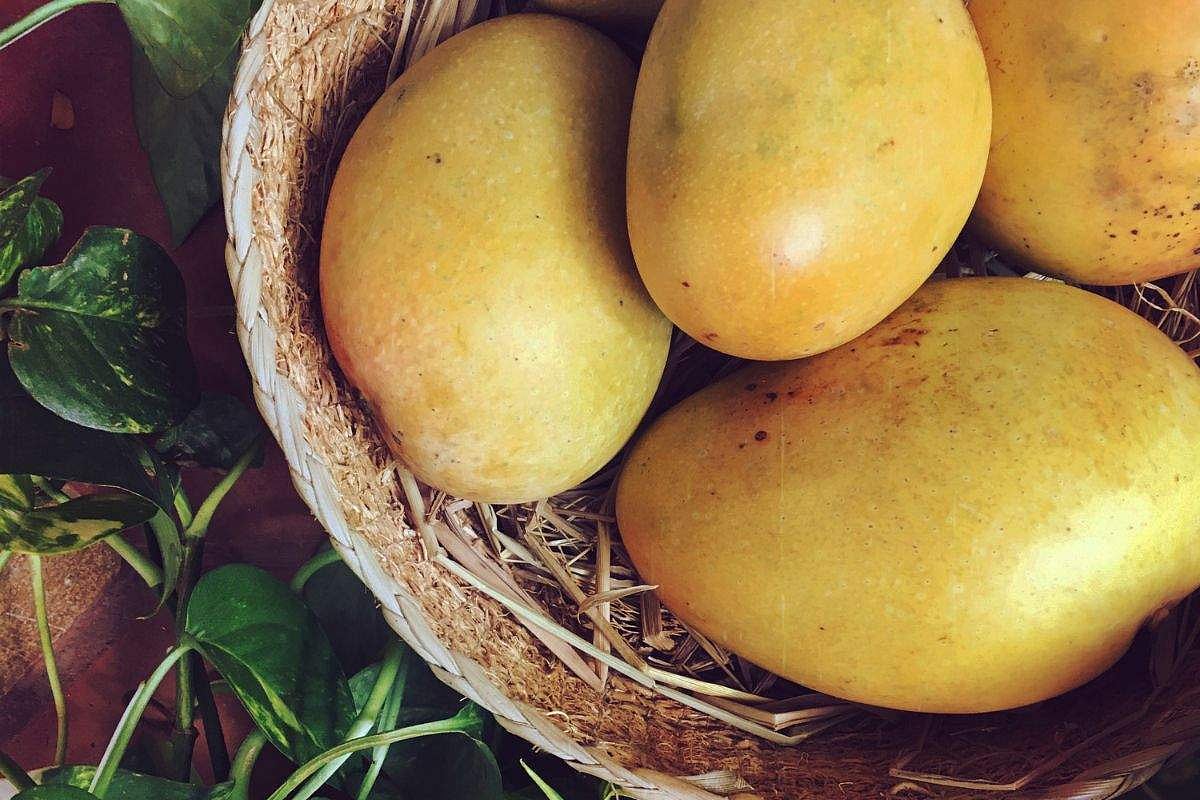 Organic Mango Farms In & Around Chennai Battle Climate Change Roadblock