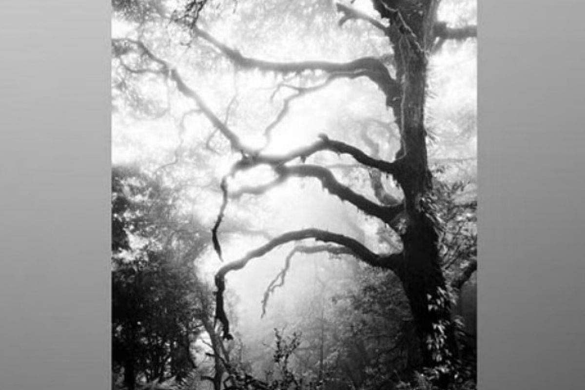 The way to look at trees