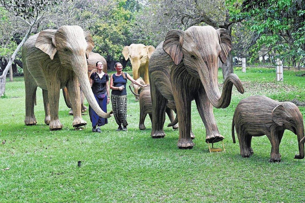 Tarsh Thekaekara speaks about the 100 Lantana elephants that have been ...