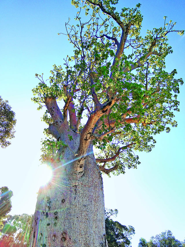 Travel diary: How Perth, the world's most isolated city, is becoming ...