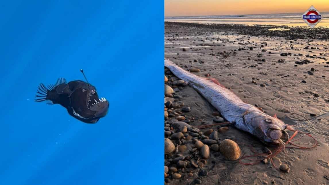 From Anglerfish To Oarfish : Why Are Deep-Sea Creatures Rising To the ...