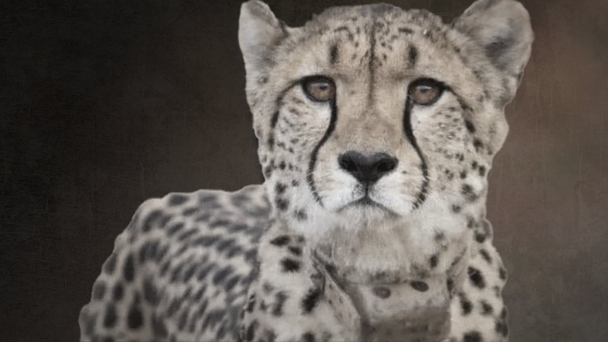 Female Cheetah 'Sasha', brought from Namibia to MP's Kuno National Park ...