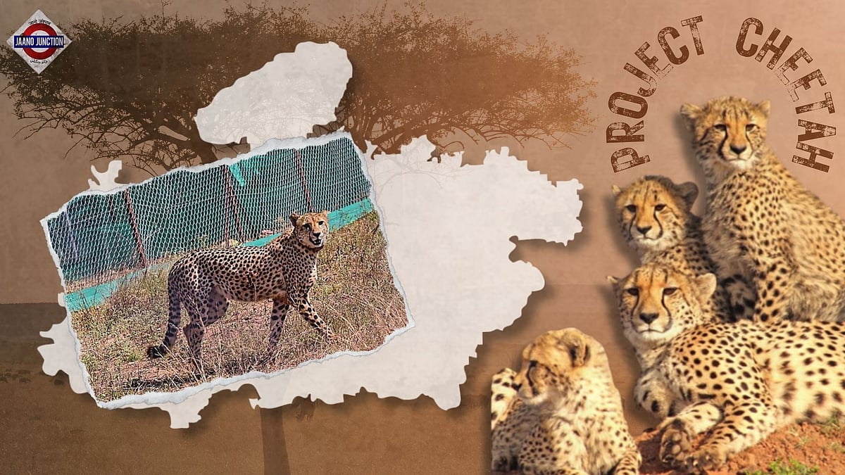 Project Cheetah Faces Challenges After Recent Fatalities, 10 Released ...