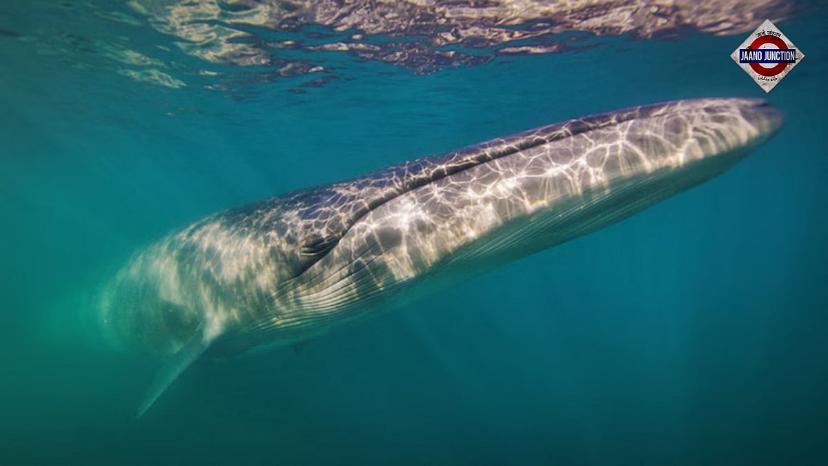 Why the return of a whale after disappearing for 100 years is great news