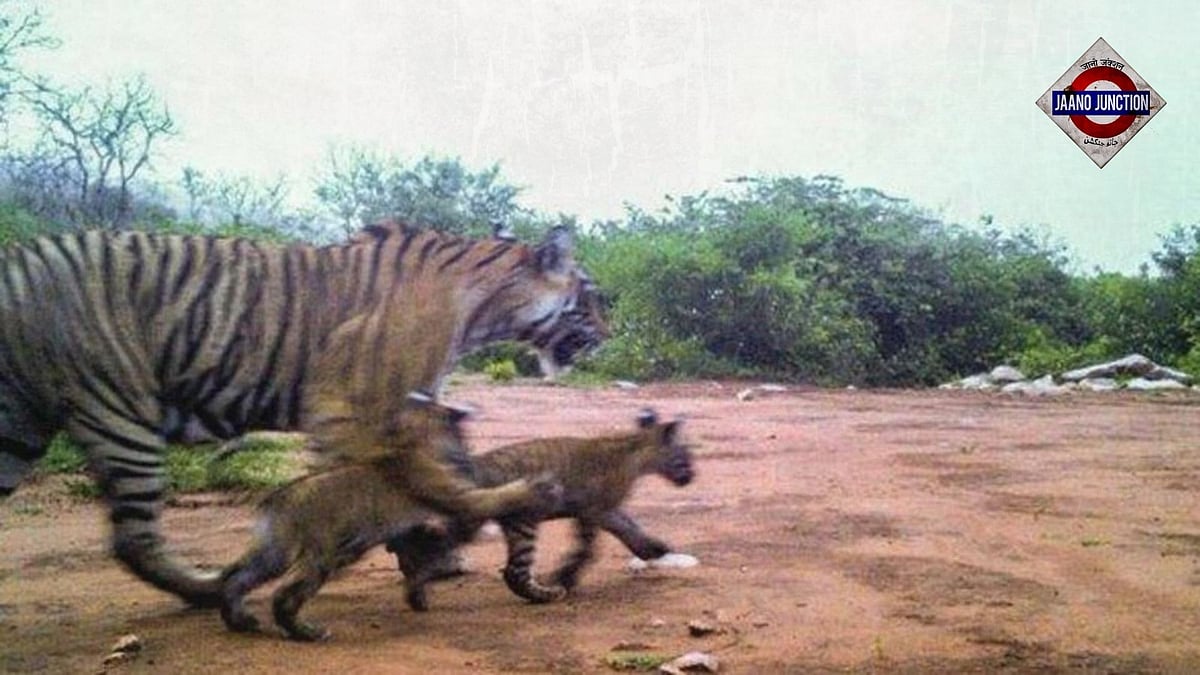 2 new cubs take Sariska tiger tally to record 36