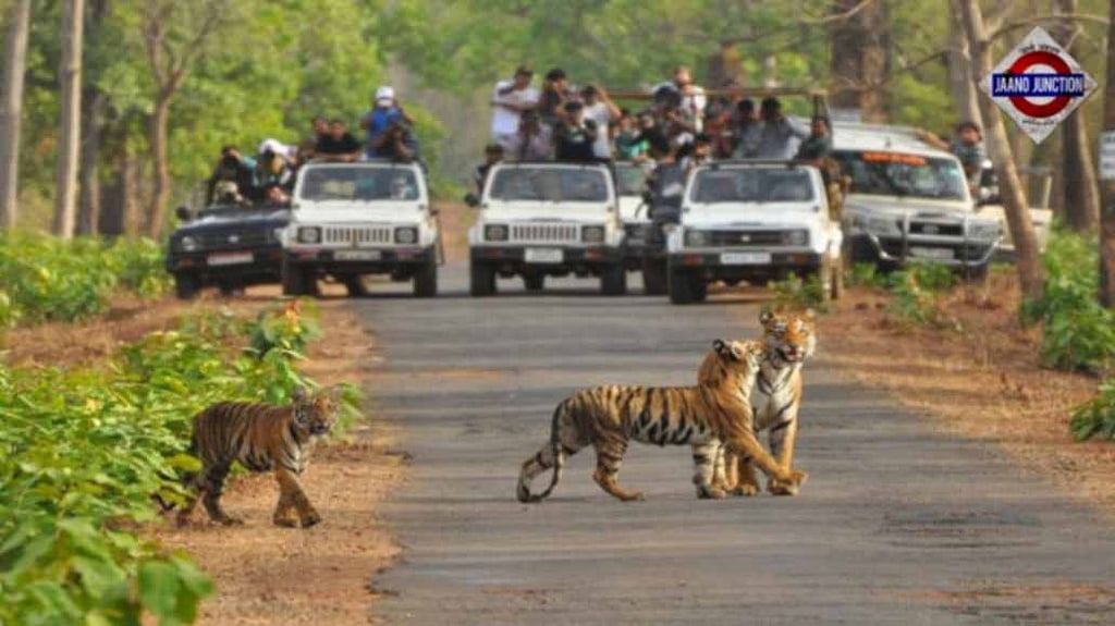 State-wise List of All Tiger Reserves in India and Their Numbers