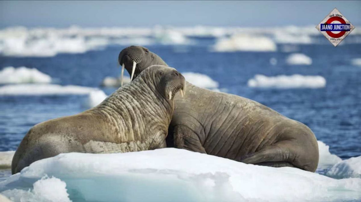 Scientists discover extinct walrus-like mammal in North Atlantic