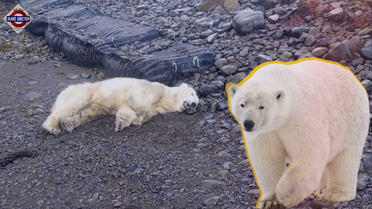 Rare polar bears shows up outside woman's house in Iceland, cops shoot ...
