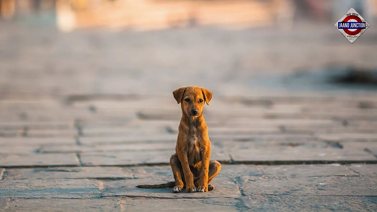 The Life of Rusty: A Stray Dog's Tale