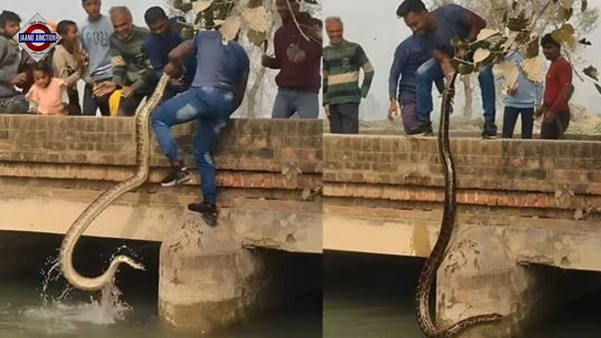 Video: Man takes massive python out from canal with bare hands