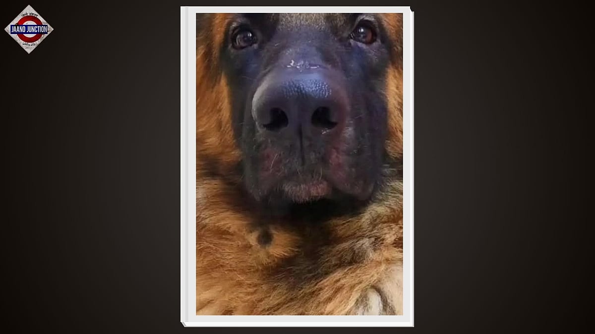 Chase: The Wind Beneath His Feet | My Dog's Tale