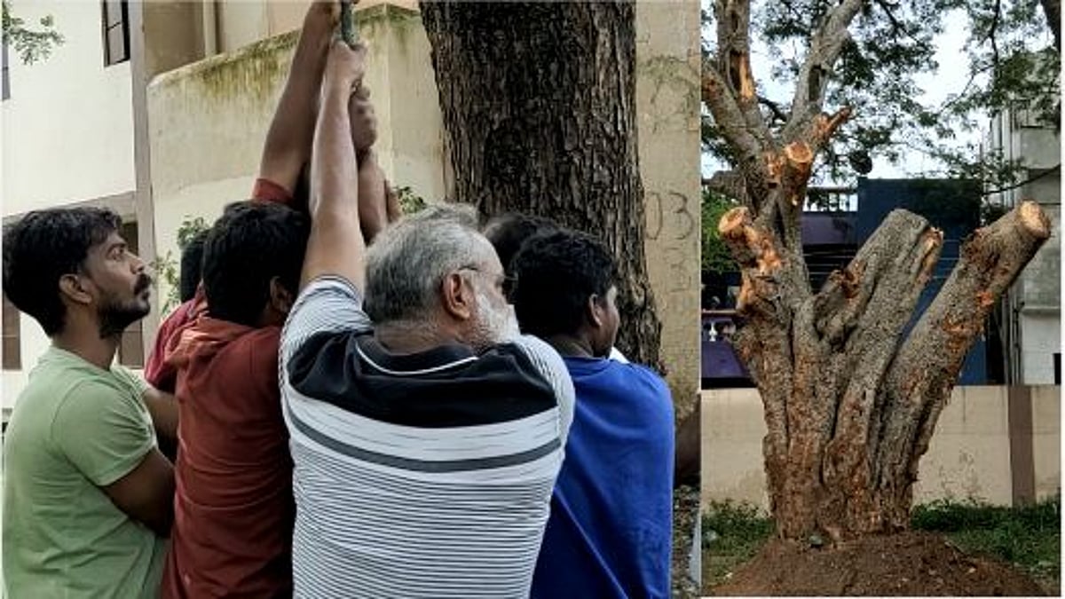 puducherry School alumni have re-planted a 60-year-old tree that was ...