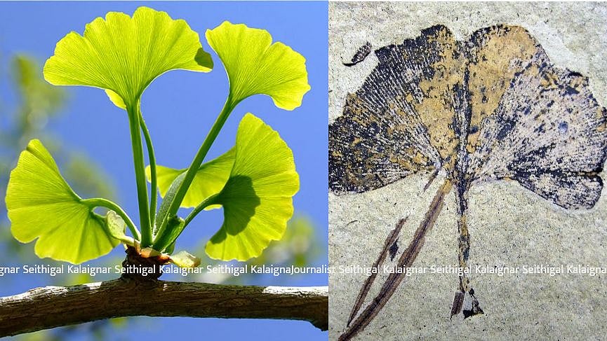 Special news about GINKGO BILOBA plant which was the food for dinosaur ...