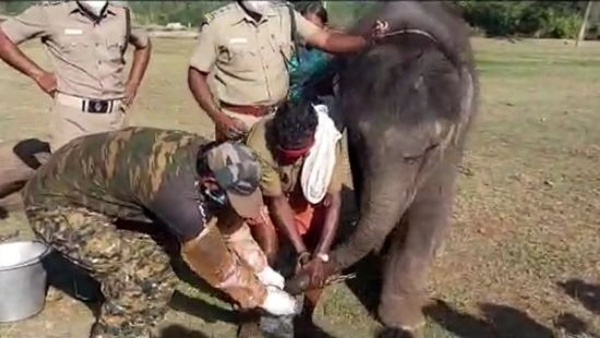 Corona test for elephants at Mudumalai Tiger Reserve