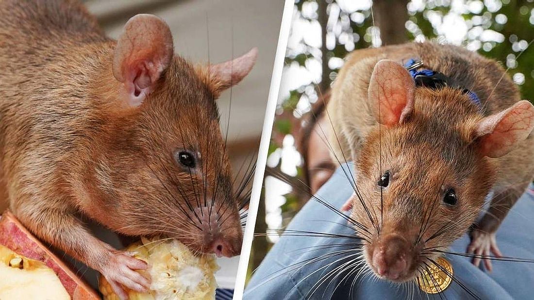 Magawa the landmine sniffing hero rat dies aged eight
