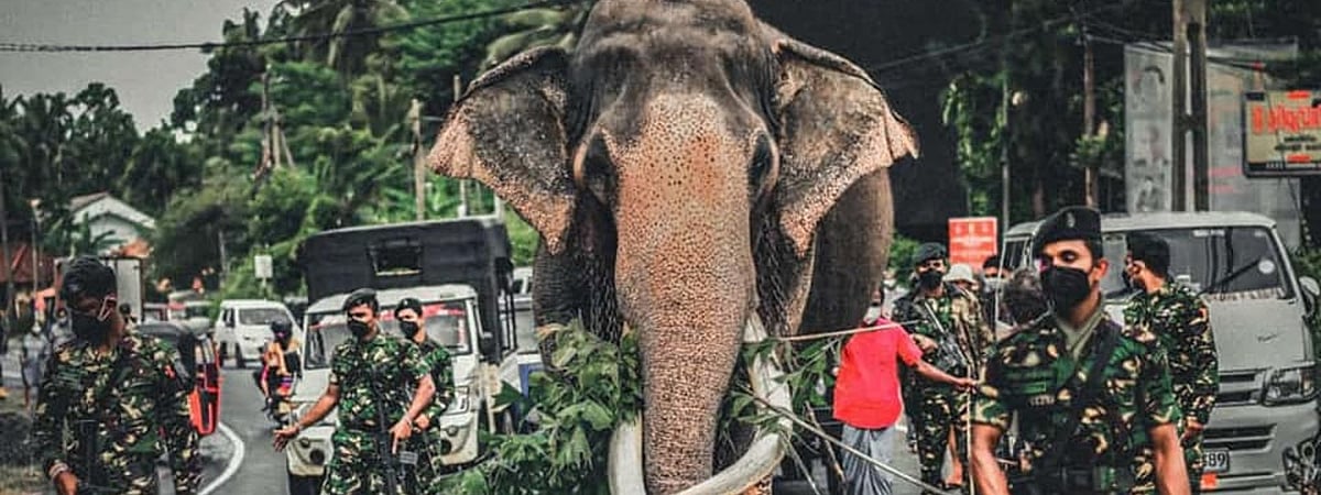 Ceremonial Tusker Nadungamuwe Raja, has died