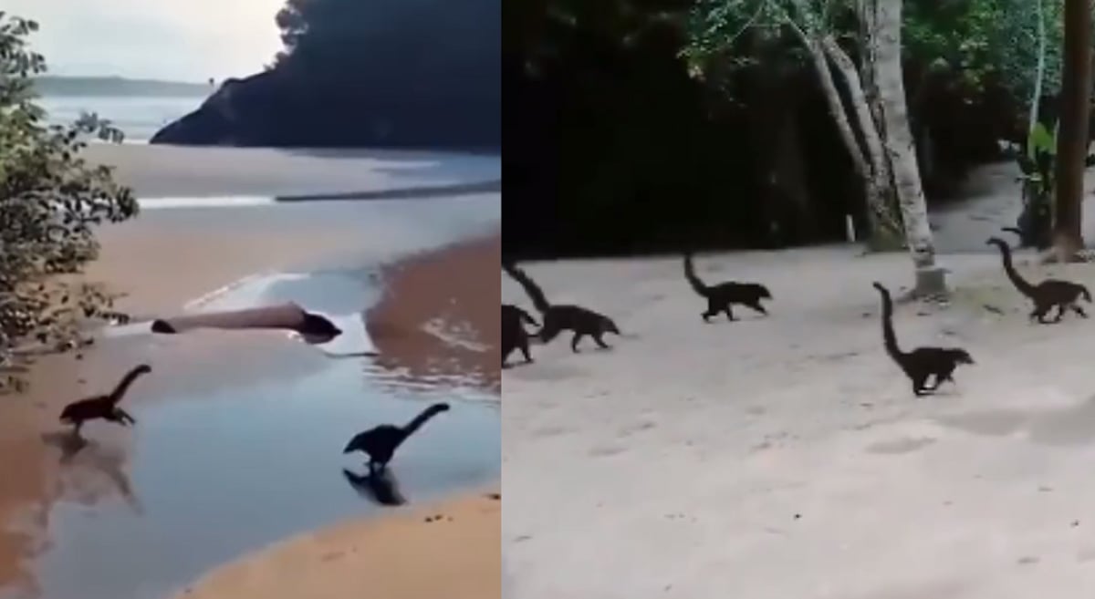 netizens shares viral video of Coatis playtime which is seems like ...